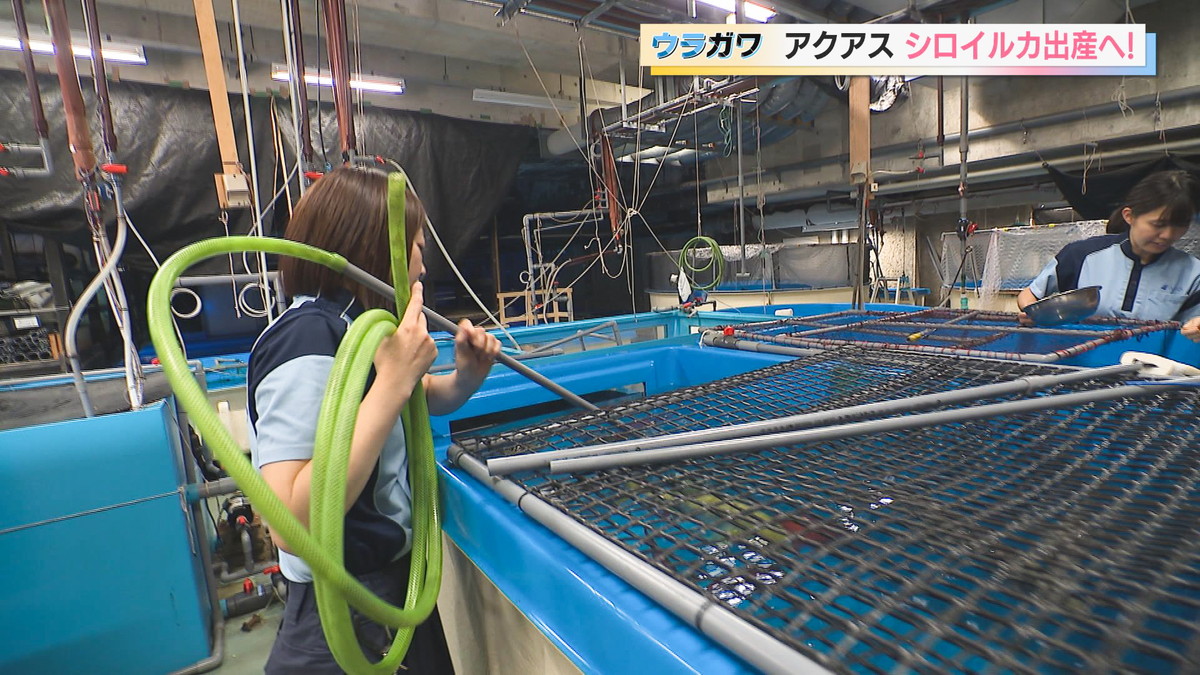 水族館の飼育員さんお仕事に密着！シロイルカの出産に初立ち合い…！｜島根県・アクアス | na-na（ナーナ）｜鳥取・島根のグルメ、おでかけ ...