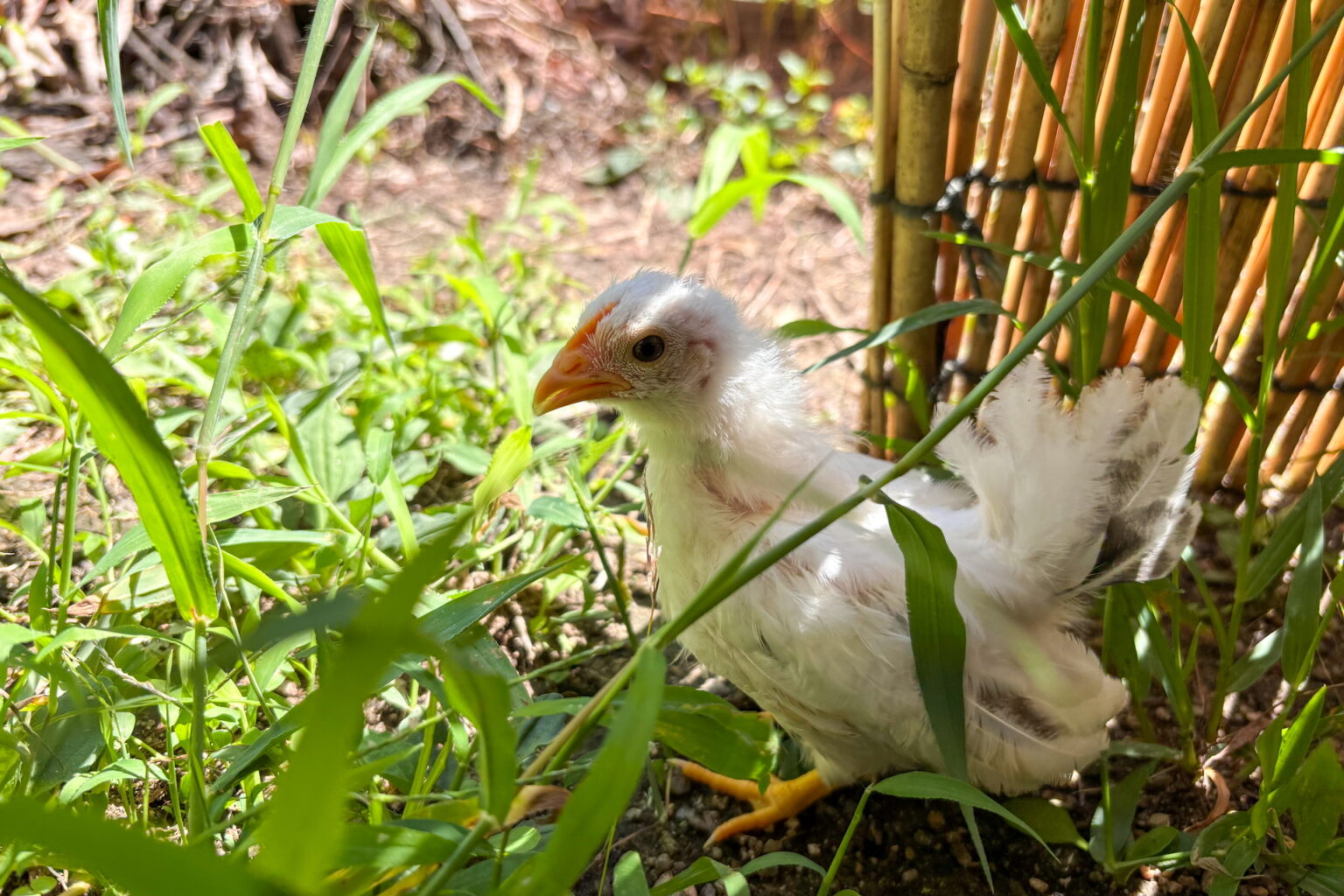 移住して我が家の一員となった「チャボ」との暮らし。夢見た田舎での動物との生活とは？【鳥取田舎くらし】 | na-na（ナーナ）｜鳥取・島根の ...